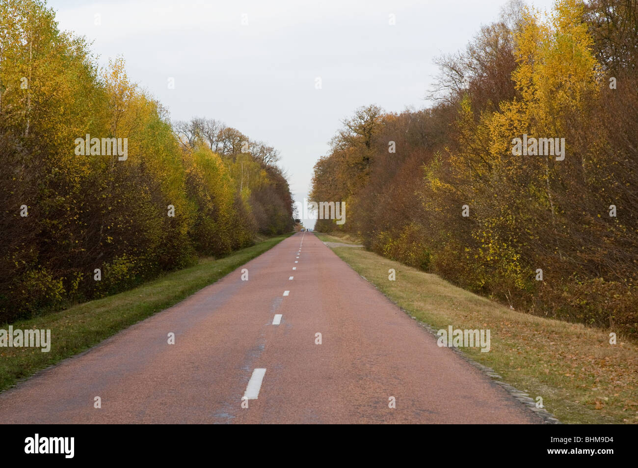 A red forest's road in autumn Stock Photo - Alamy