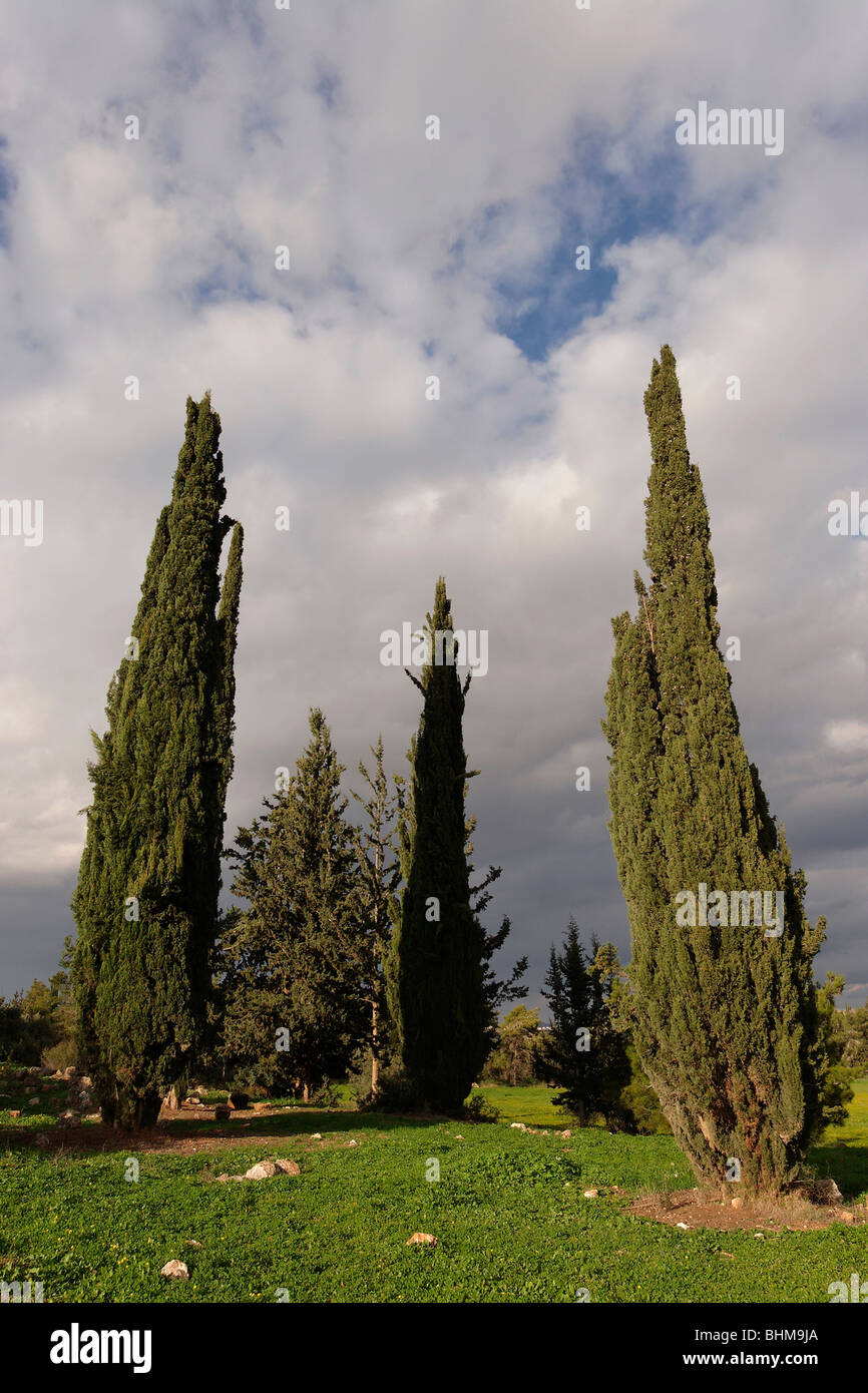 Israel, the Shephelah. Cypress trees at the site of the "Tombs of the ...