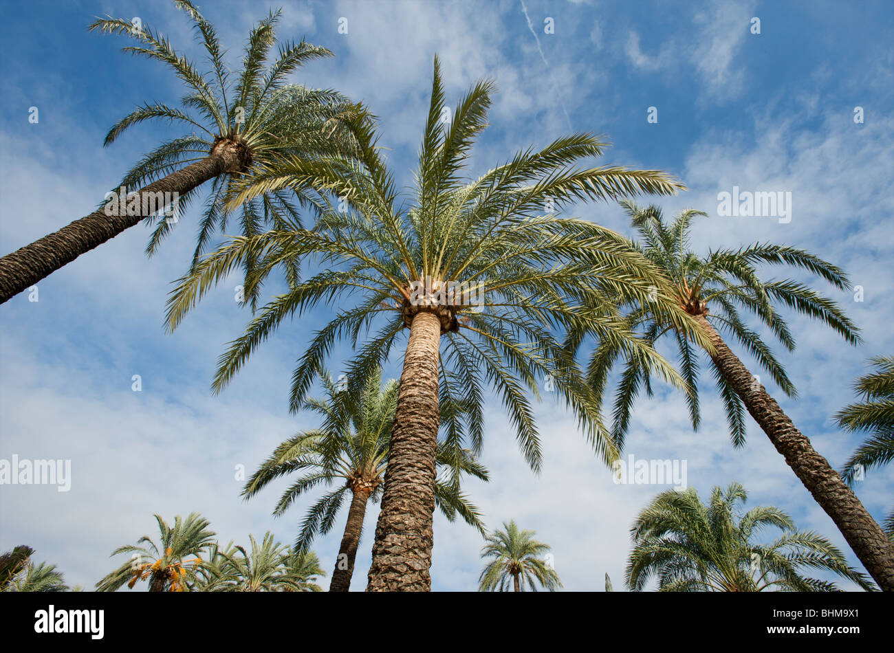 Palm trees in majorca hi-res stock photography and images - Alamy