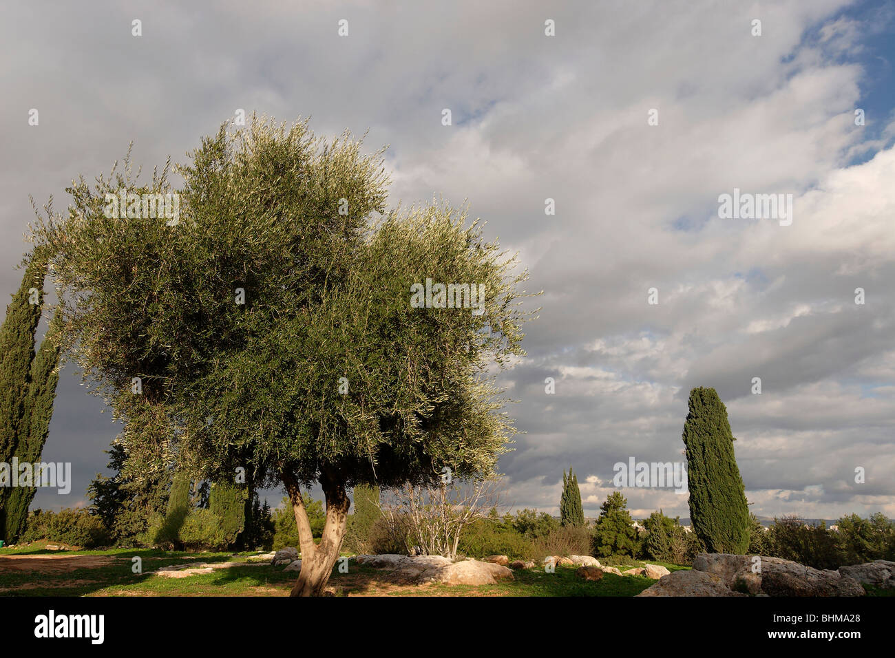 Israel, the Shephelah. An Olive tree by the "Tombs of the Macabees ...