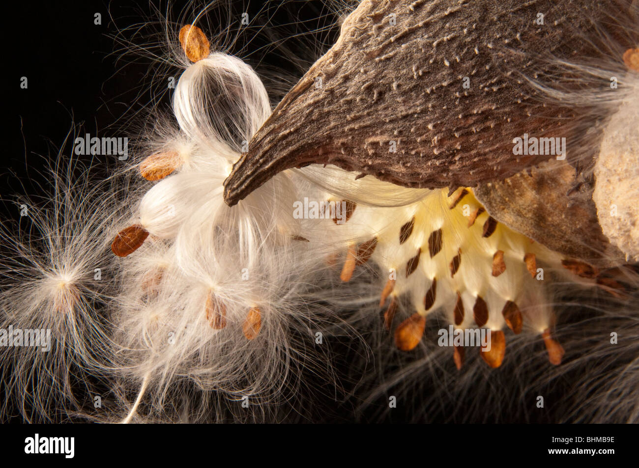 Milkweed pod hi-res stock photography and images - Alamy