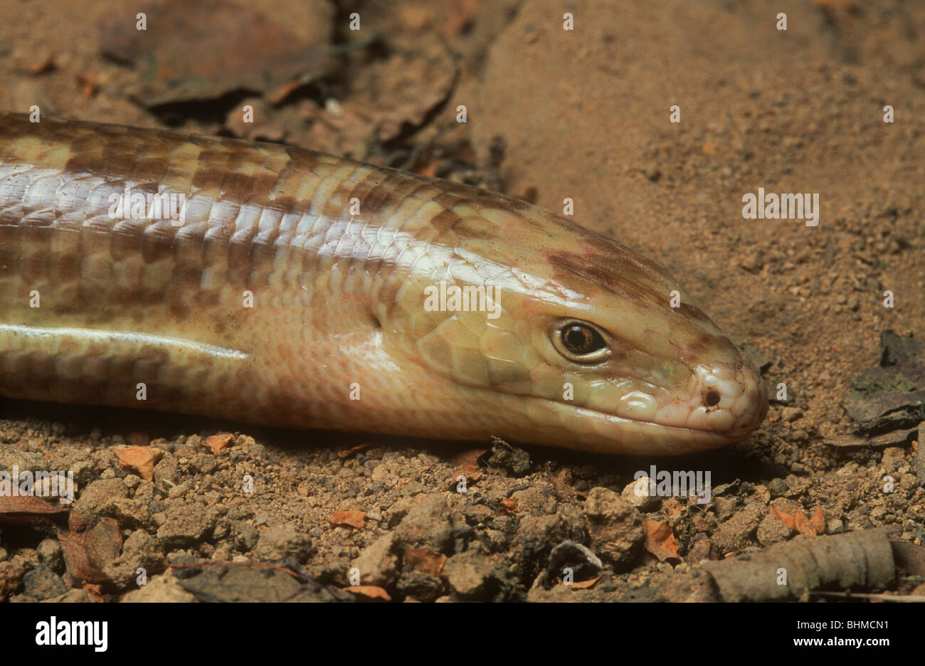 European Legless Lizards High Resolution Stock Photography and Images ...