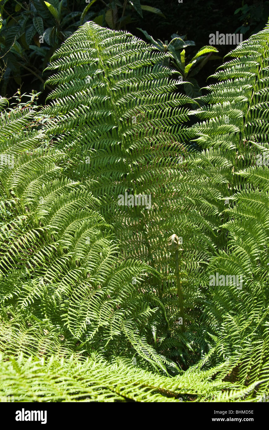 Funnel fern hi-res stock photography and images - Alamy