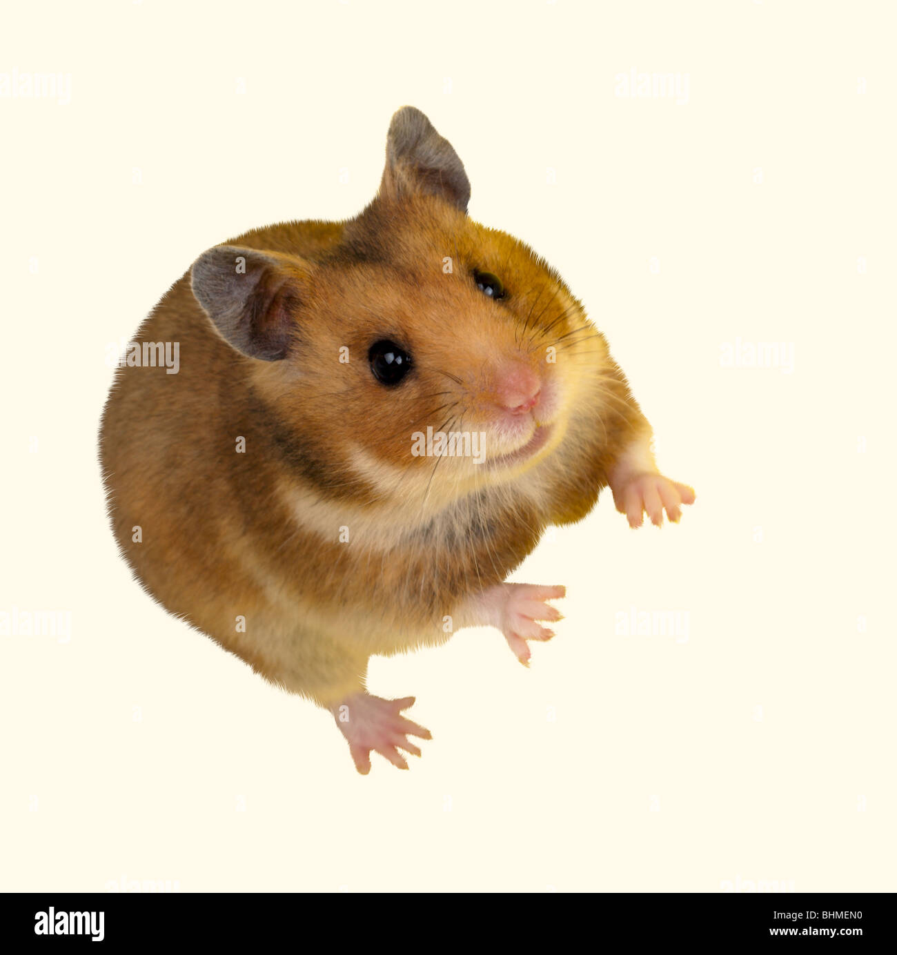 Goldhamster (Mesocricetus auratus) in studio against a white background ...