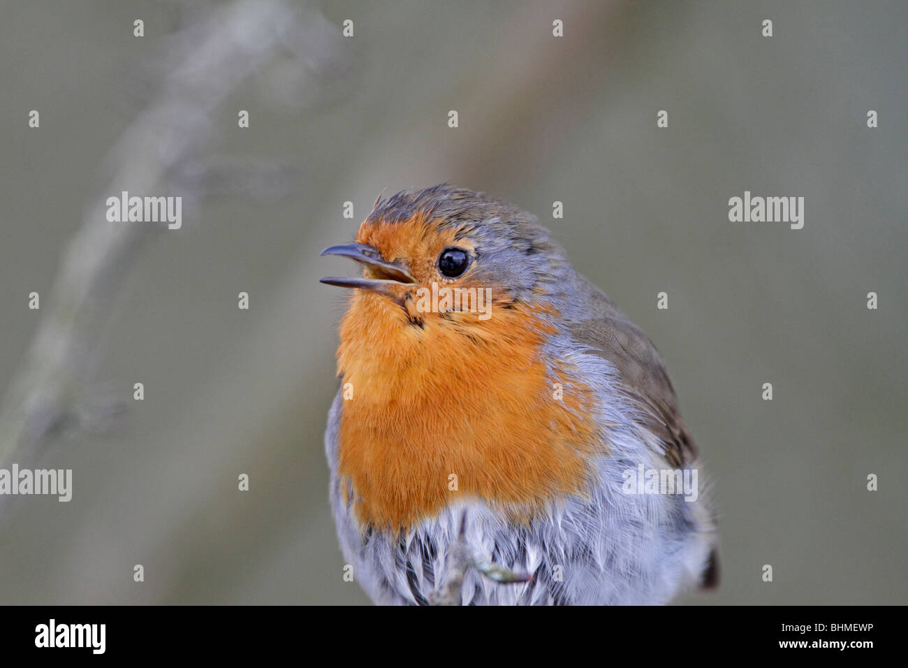 European Robin singing Stock Photo - Alamy