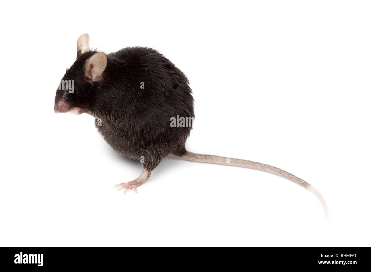 Fancy mouse hi-res stock photography and images - Alamy