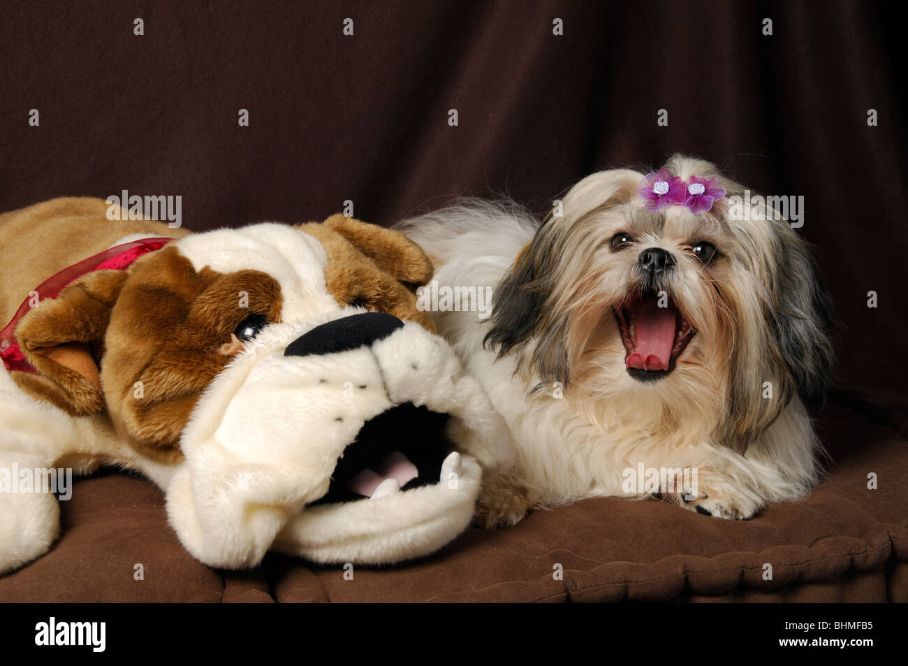 Shih-tzu dog portrait with a doggy toy plush, female eight month old ...