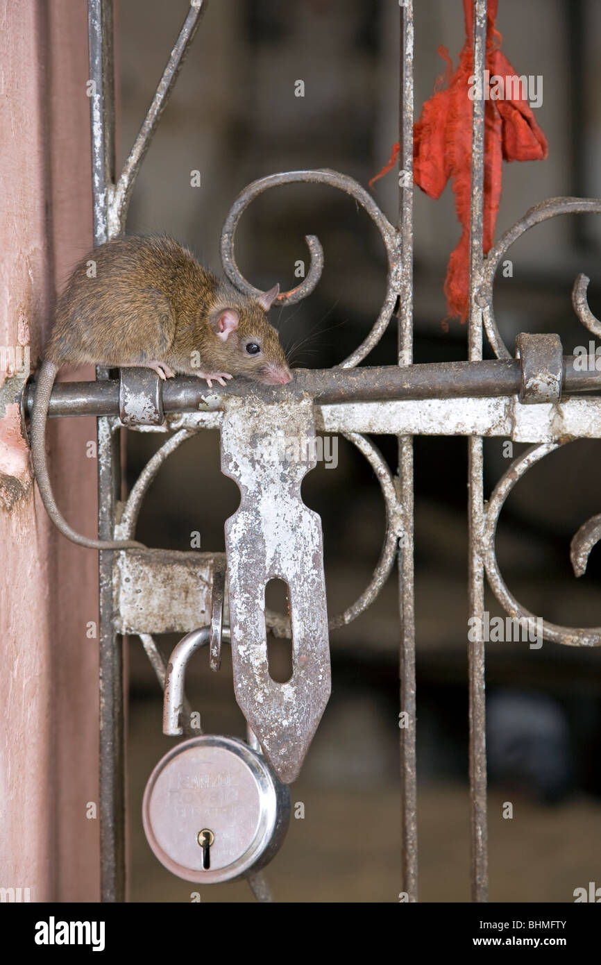 Rat and door latch. Karni Mata Temple (Rats Temple). Deshnok. Rajasthan ...