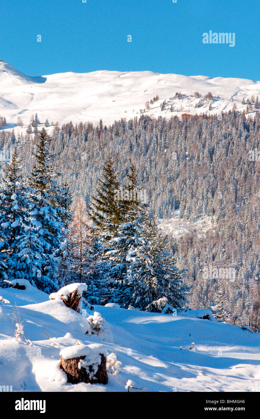 Snow covered trees and mountains in the Austrian Tyrol Stock Photo - Alamy