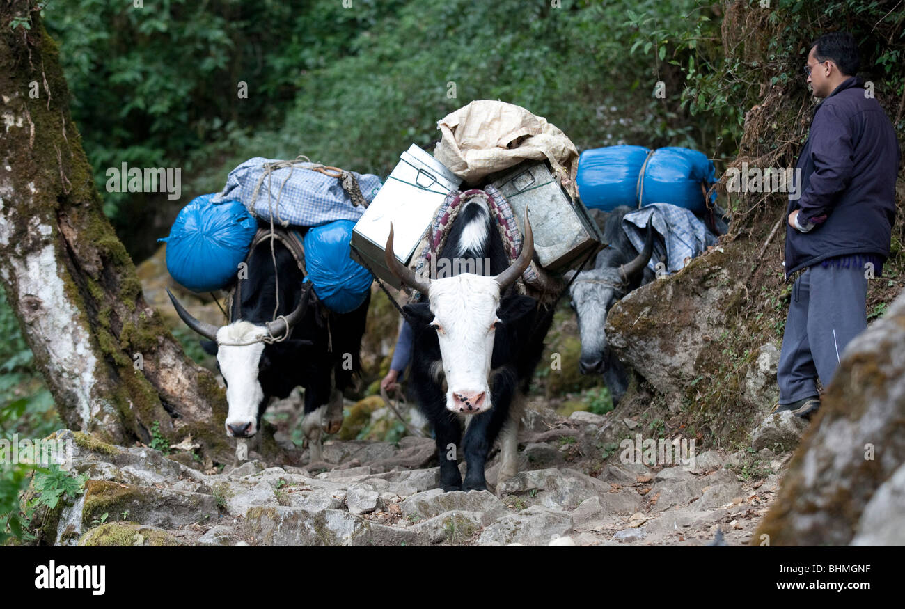 Equipment being hauled by Dzo's (Half cow - half yak) on a hiking trail ...