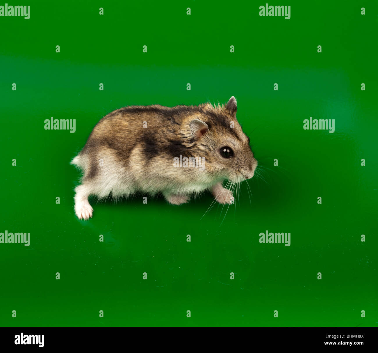 White dwarf hamster hi-res stock photography and images - Alamy