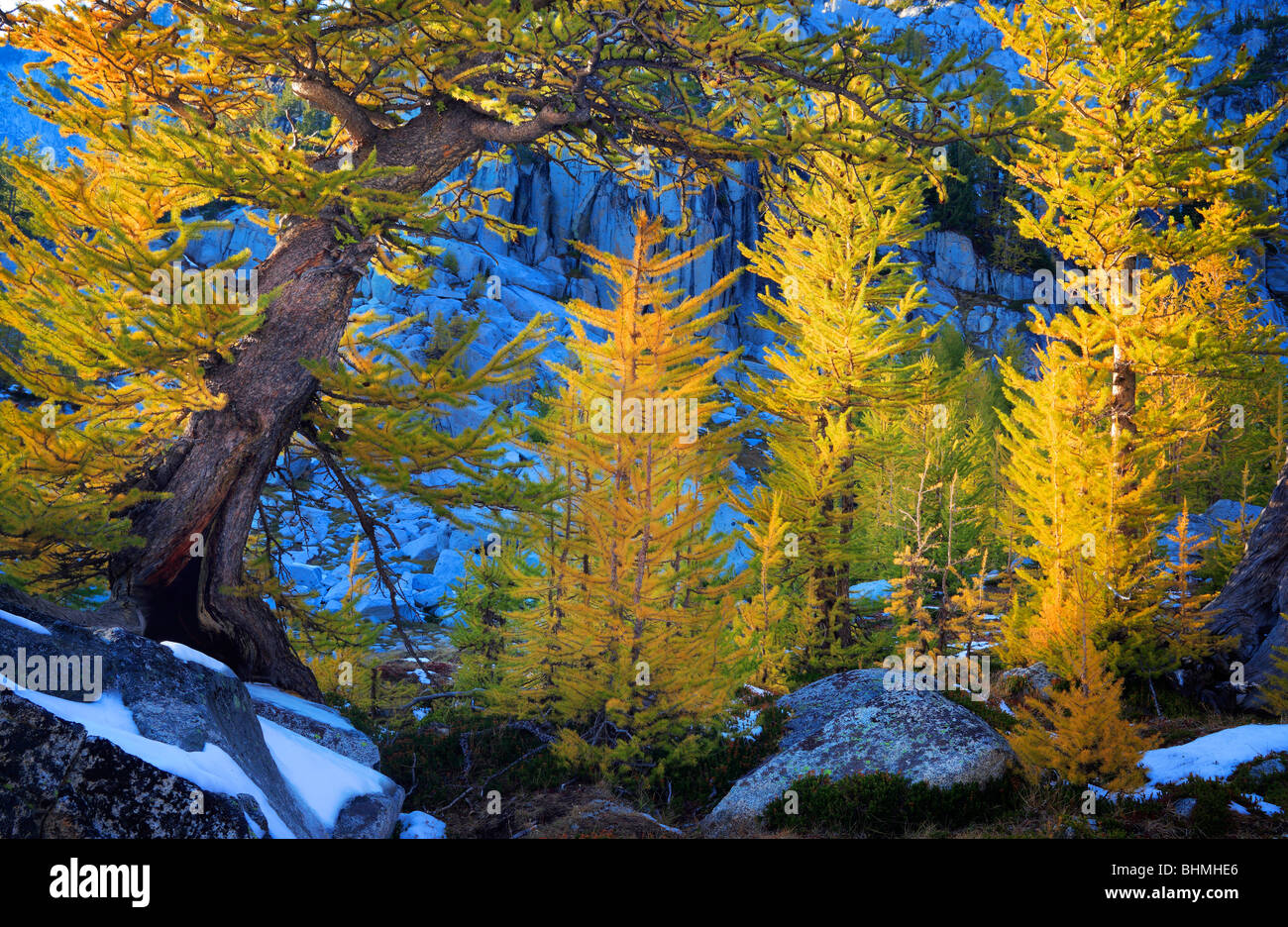 Larch trees at Enchantment Lakes Stock Photo - Alamy