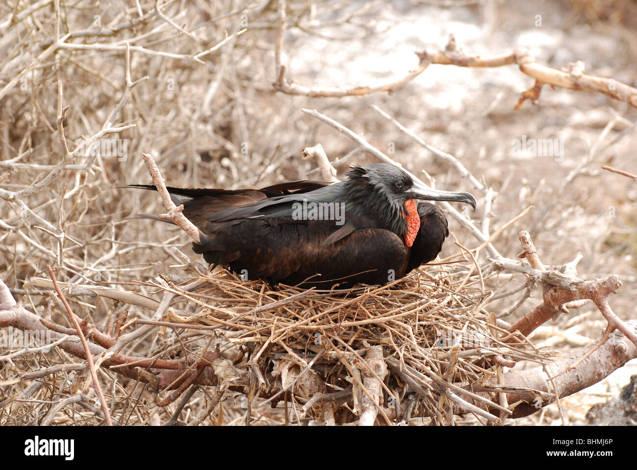 Magnificent Frigatebird nesting in tree Stock Photo - Alamy
