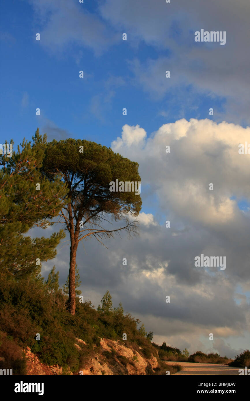 Israel, Jerusalem Mountains, a pine tree by Diefenbaker road Stock ...
