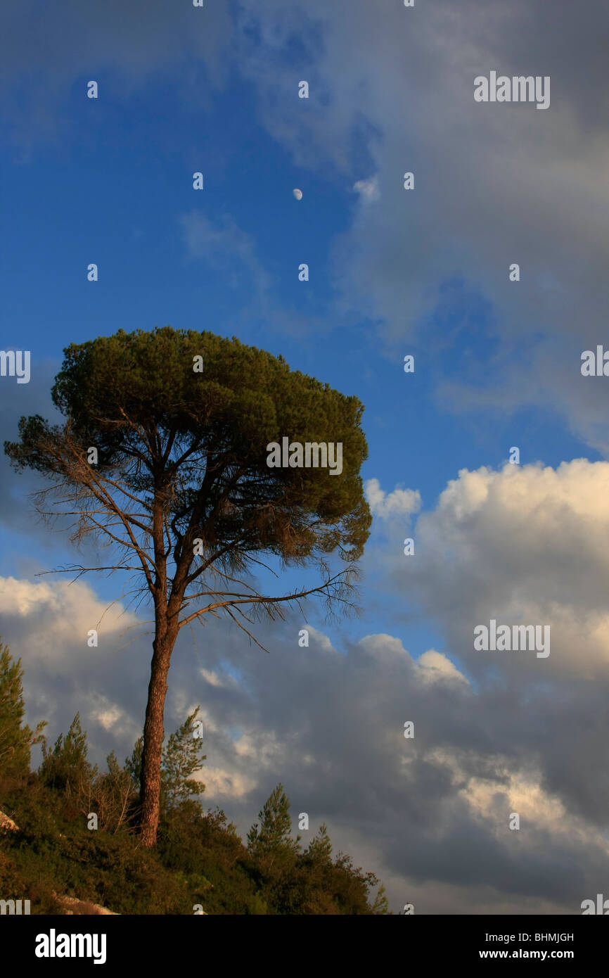 Israel, Jerusalem Mountains, a pine tree by Diefenbaker road Stock ...
