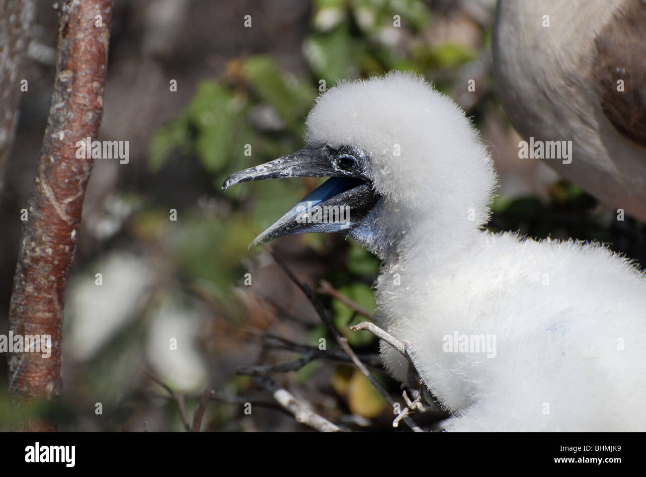 Red Footed Booby ( sula sula ) chick in the Galapagos Islands Stock ...