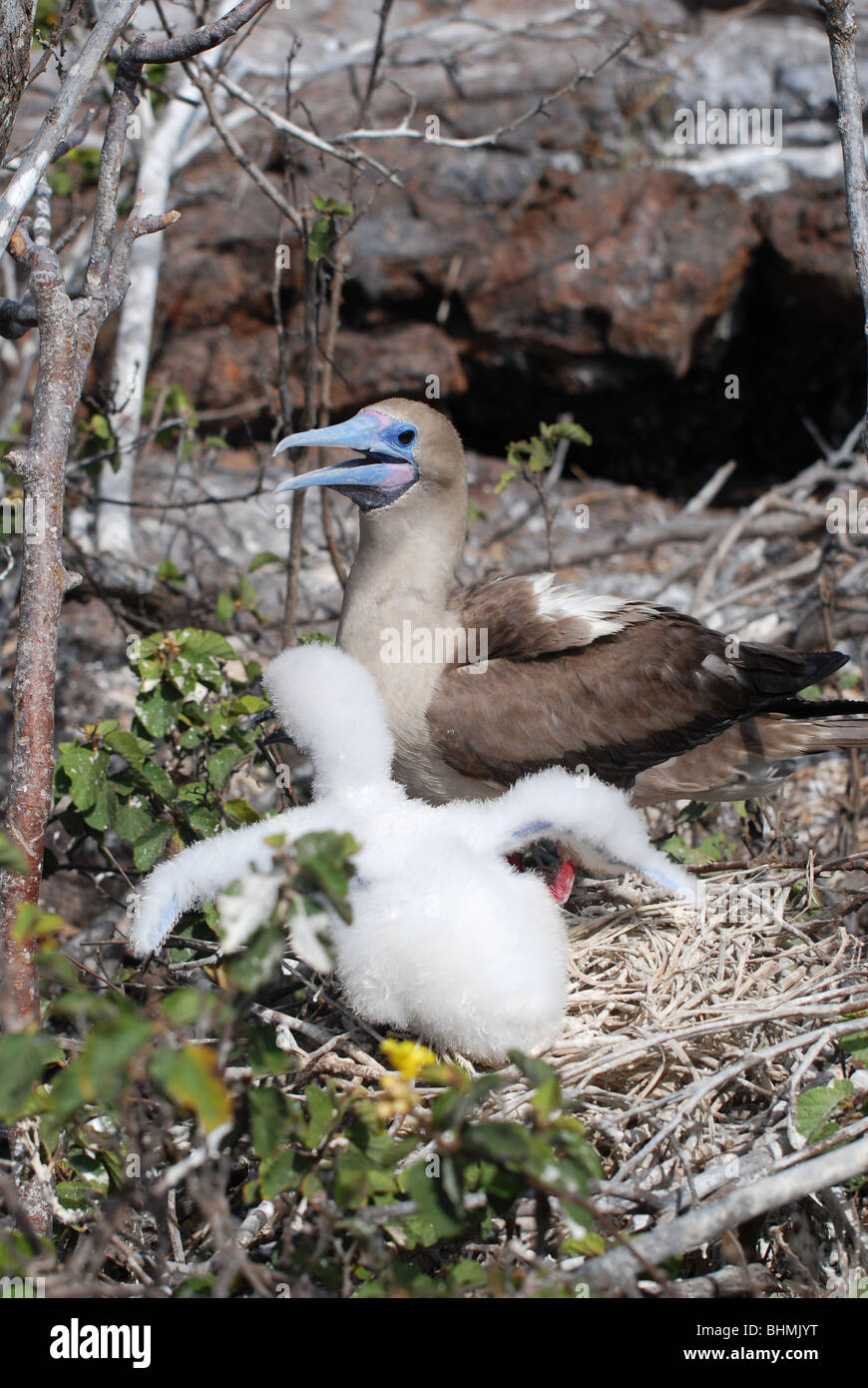 Red Footed Booby ( sula sula ) and chick in the nest in the Galapagos Islands Stock Photo - Alamy