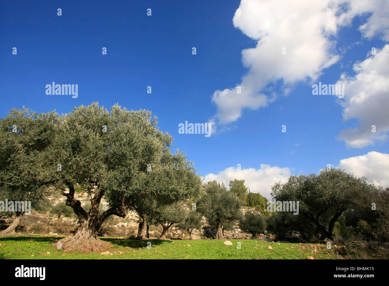 Israel, Jerusalem mountains, Olive grove on Mount Eitan Stock Photo - Alamy