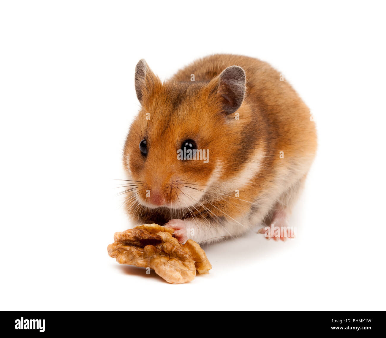Goldhamster (Mesocricetus auratus) in studio against a white background ...