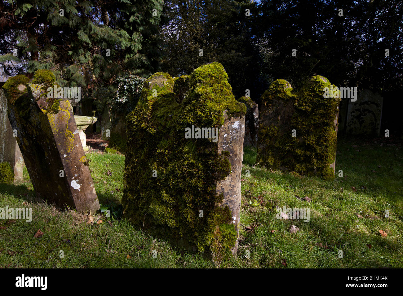 Moss and Ivy covered gravestones and tombstones in an English country ...