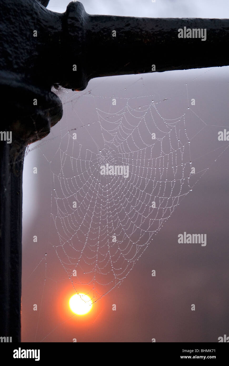 Hanging cobweb hi-res stock photography and images - Alamy