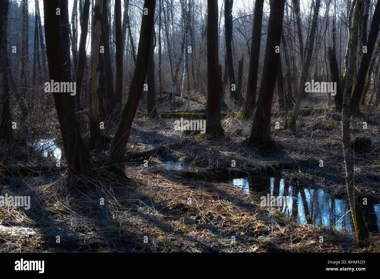 Russian forest, all seasons Stock Photo - Alamy