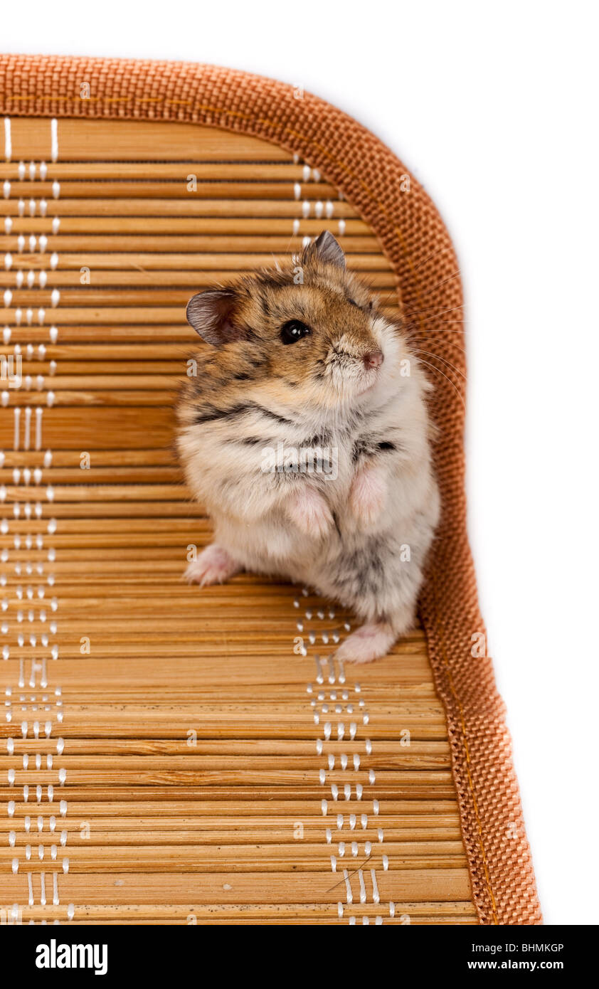 Sapphire Winter White Dwarf Hamster