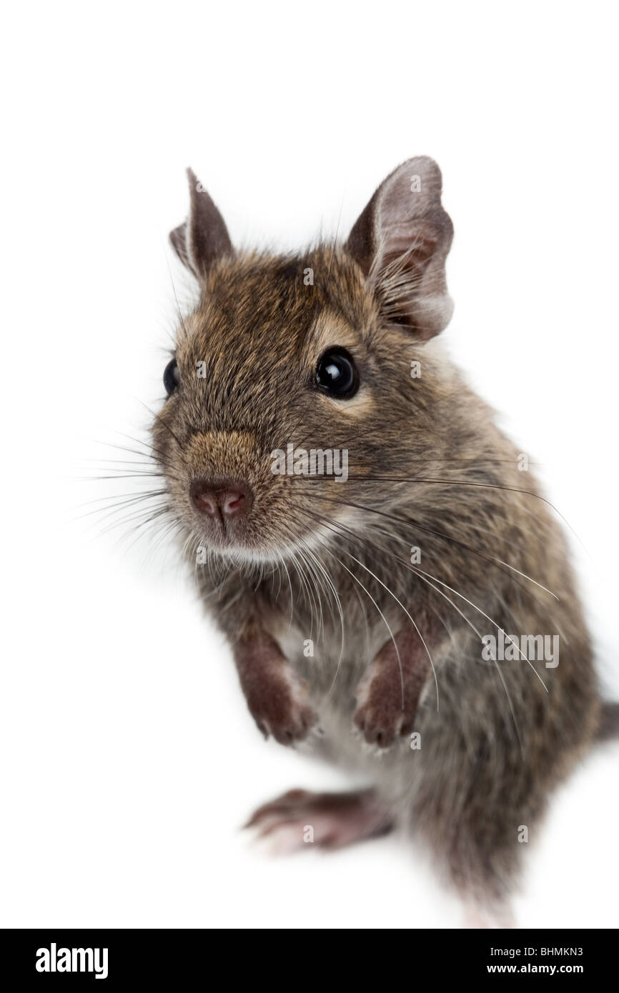 Common Degu, or Brush-Tailed Rat (Octodon degus) in studio against a ...