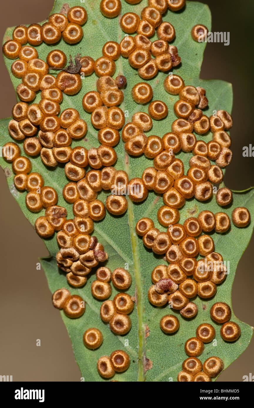 Spangle gall hi-res stock photography and images - Alamy