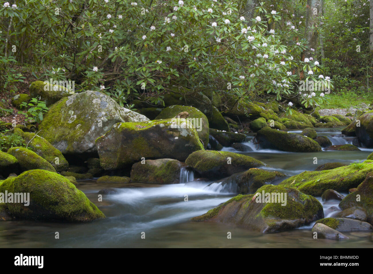 Rushing mountain stream, Great Smoky Mountains National Park, North ...