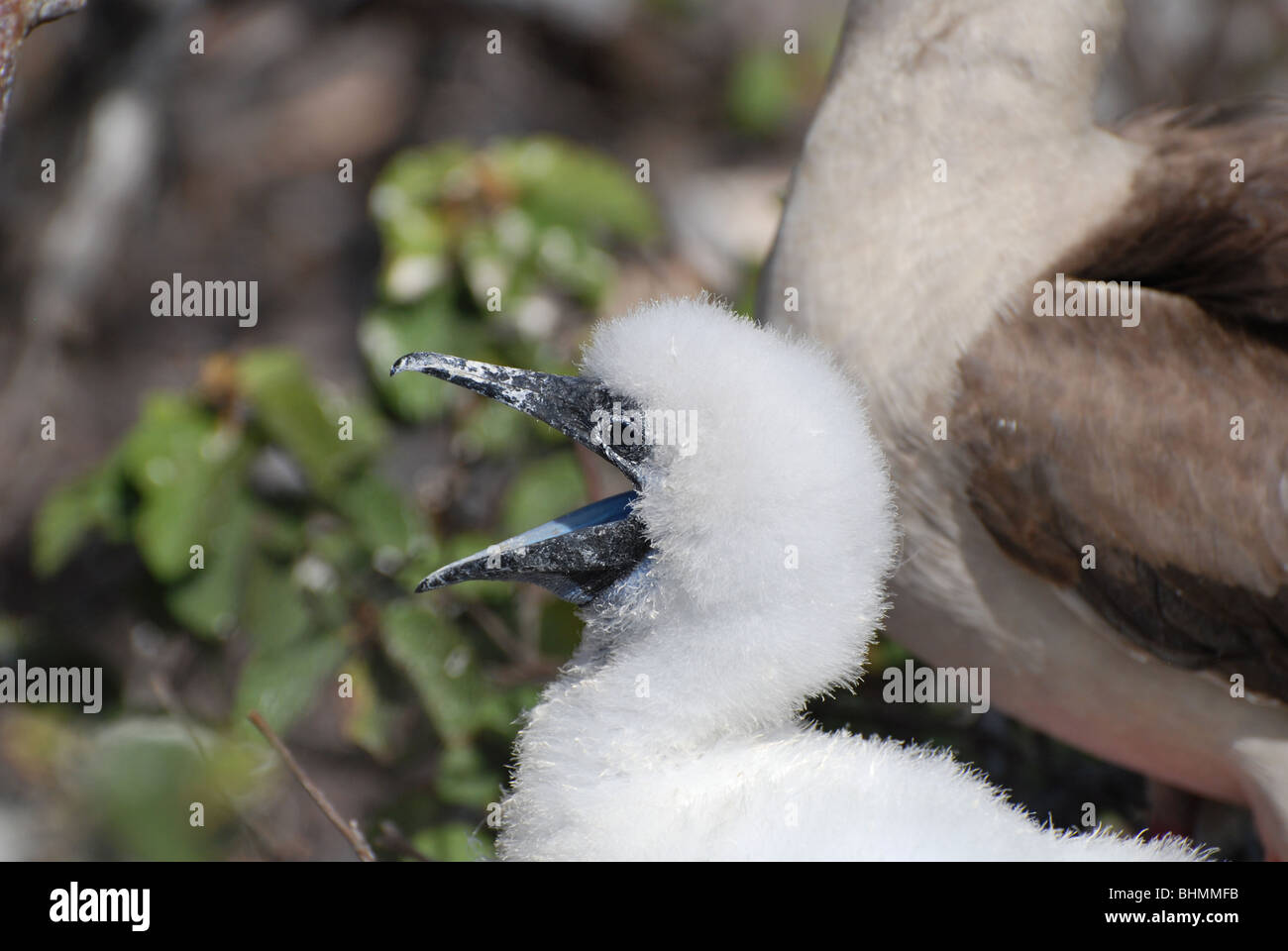 Red Footed Booby ( sula sula ) chick in the Galapagos Islands Stock ...