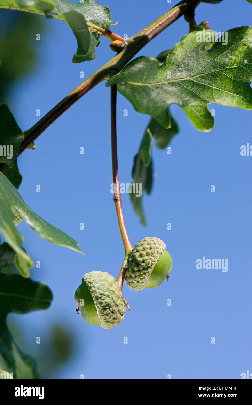 English Oak / Pendunculate Oak (Quercus robur) acorns and leaves in ...