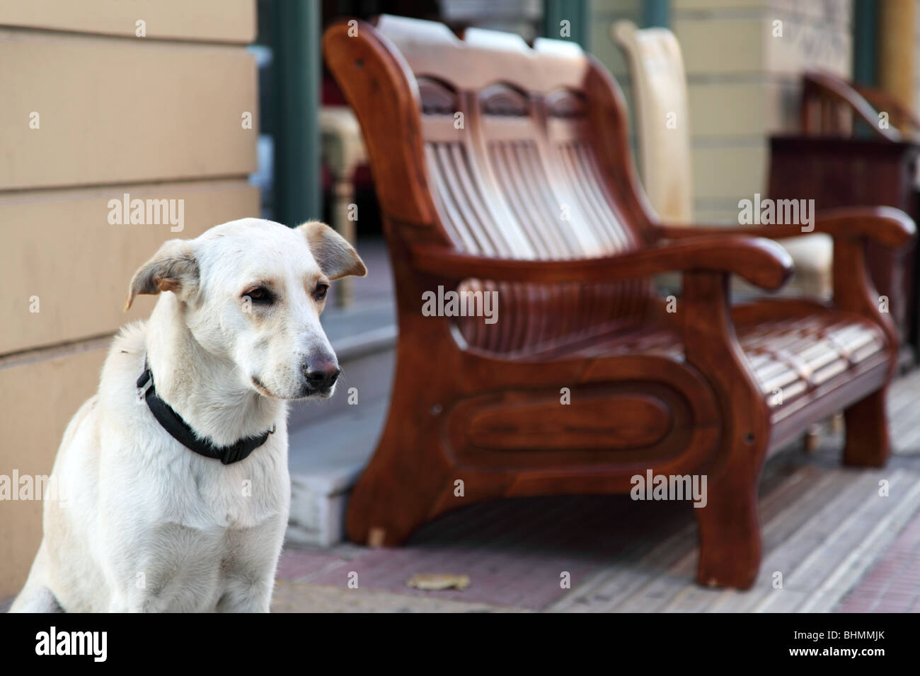 Greece stray dog hi-res stock photography and images - Alamy