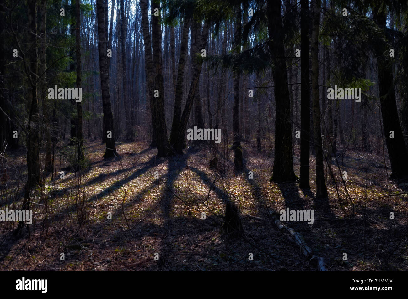 Russian forest, all seasons Stock Photo - Alamy