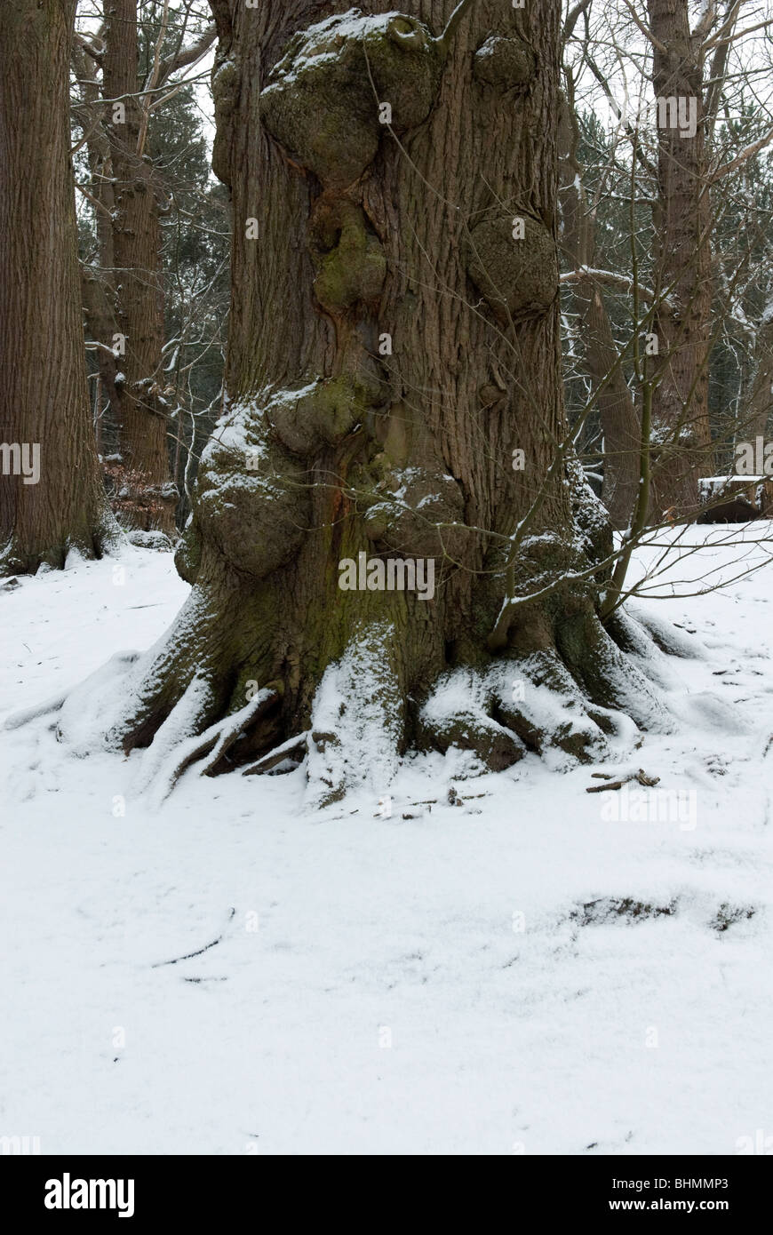 Old tree base hi-res stock photography and images - Alamy