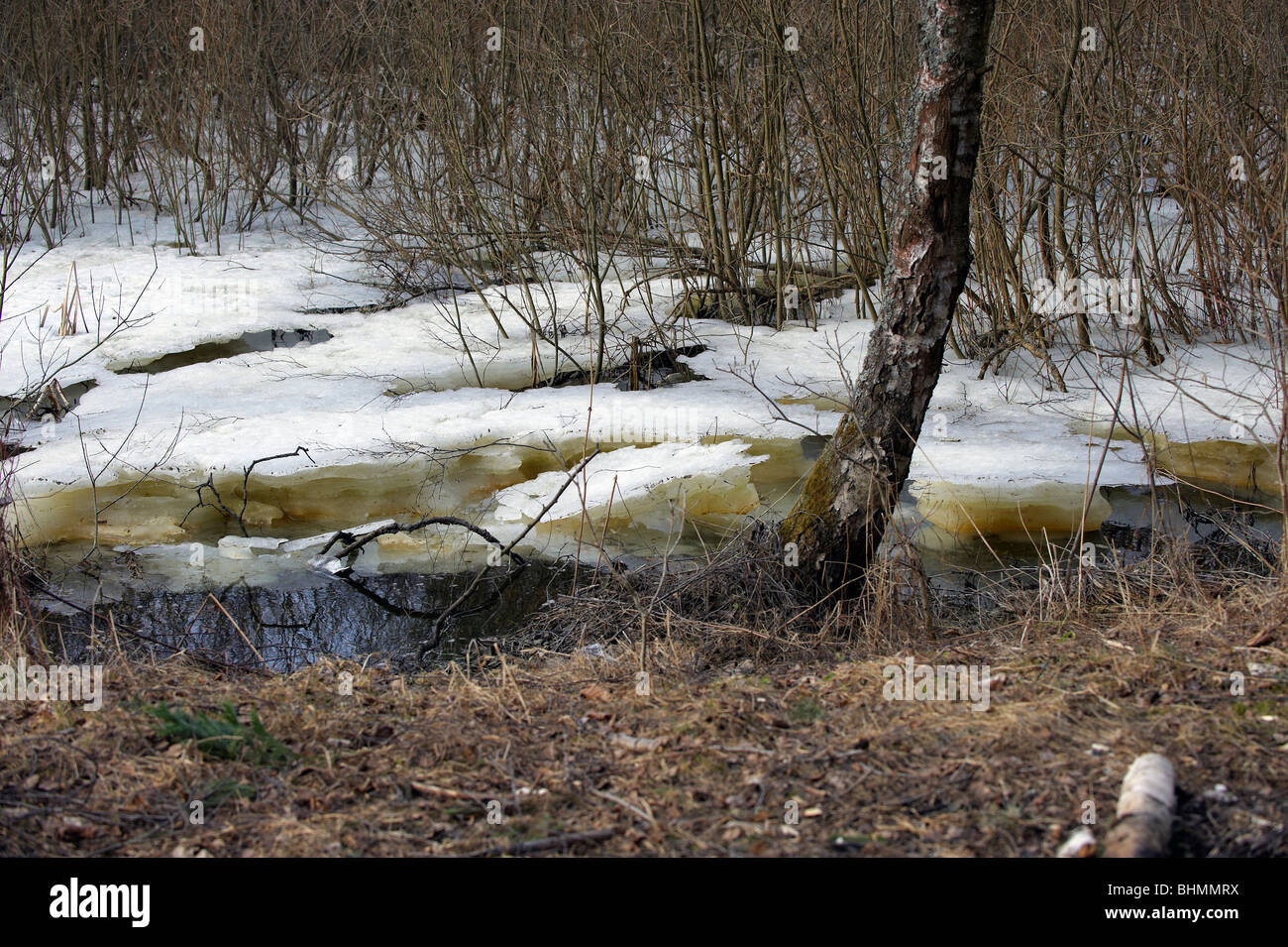 Russian forest, all seasons Stock Photo - Alamy