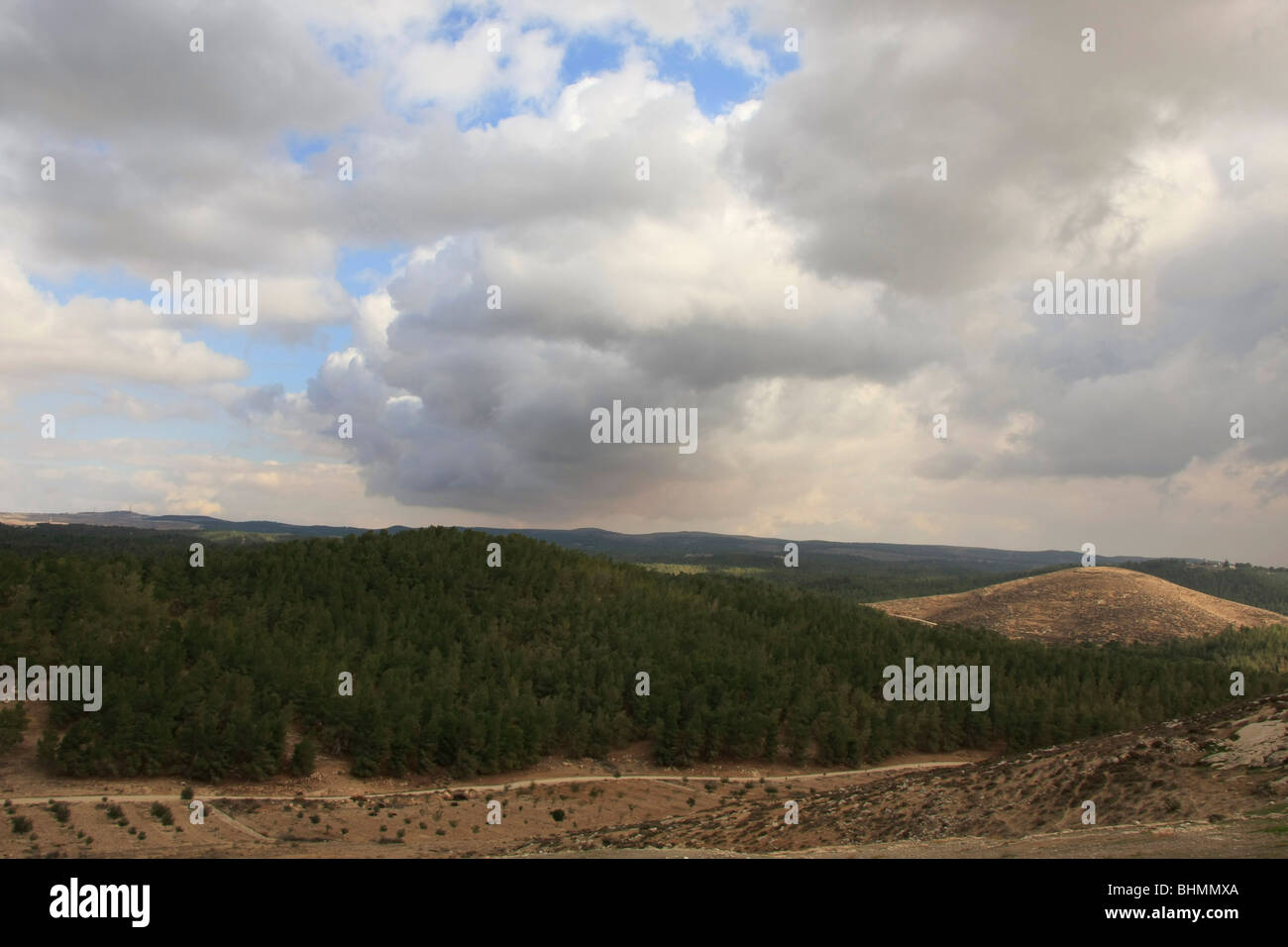 Yatir forest hi-res stock photography and images - Alamy