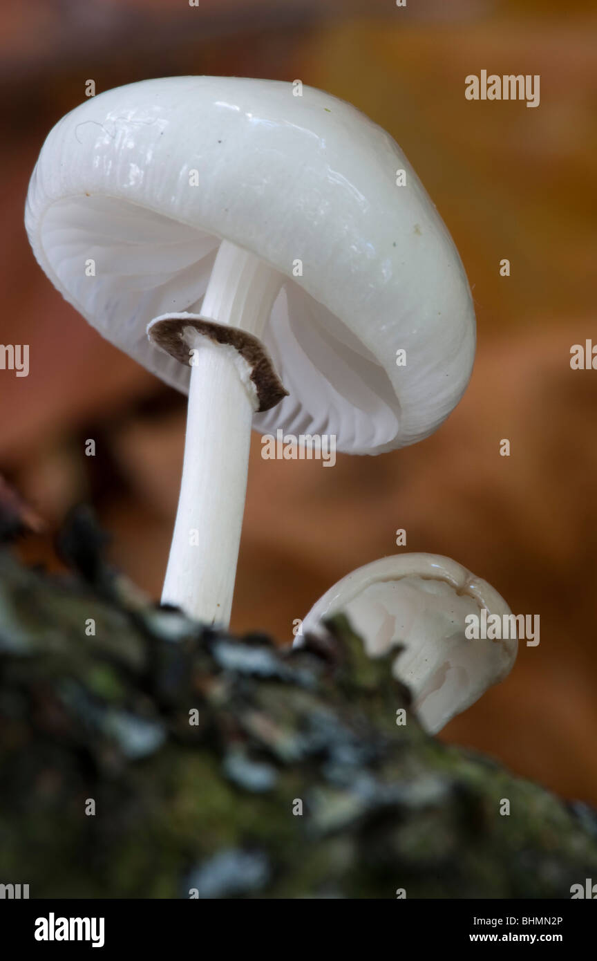Shiny toadstool hi-res stock photography and images - Alamy