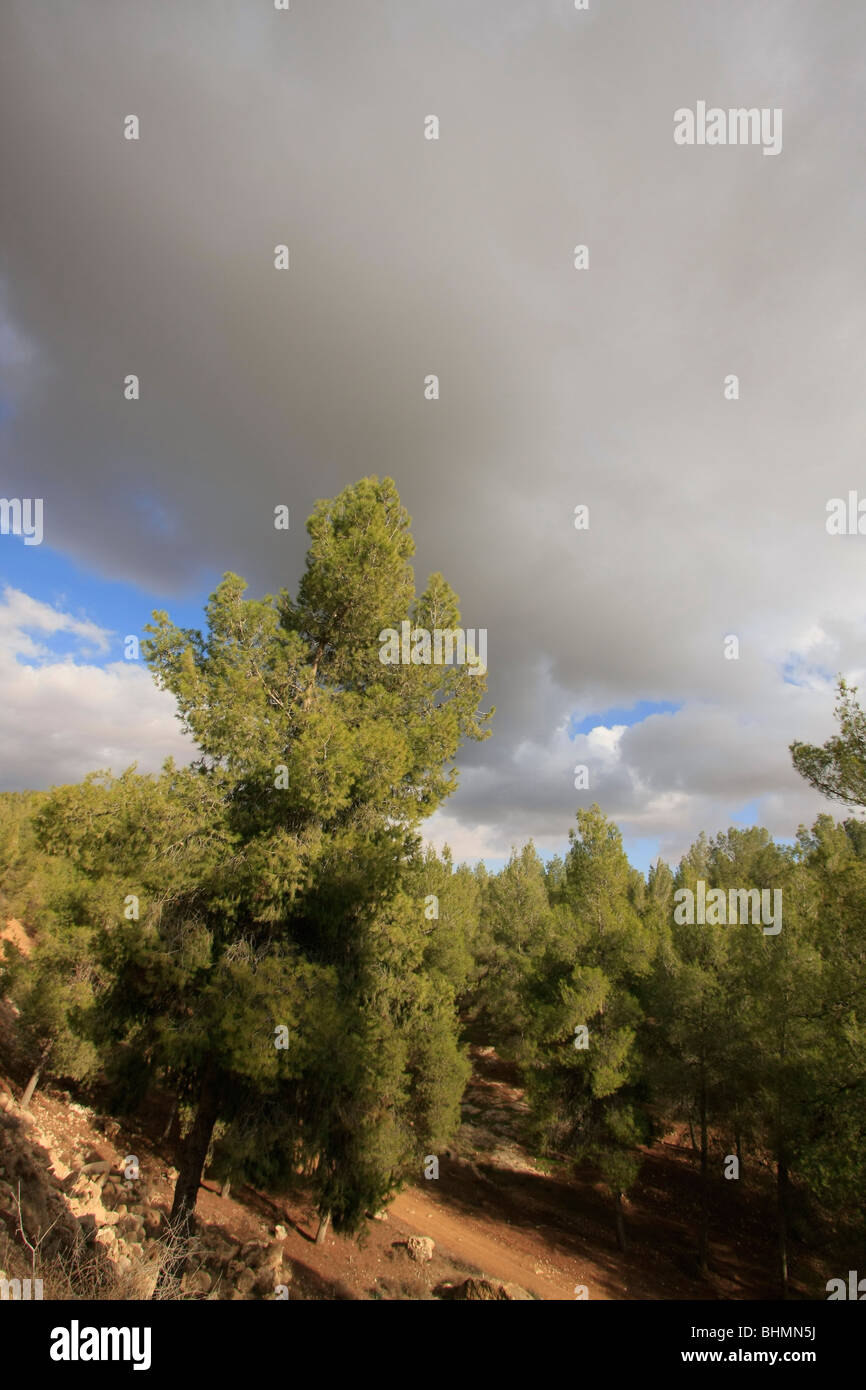 Yatir forest hi-res stock photography and images - Alamy