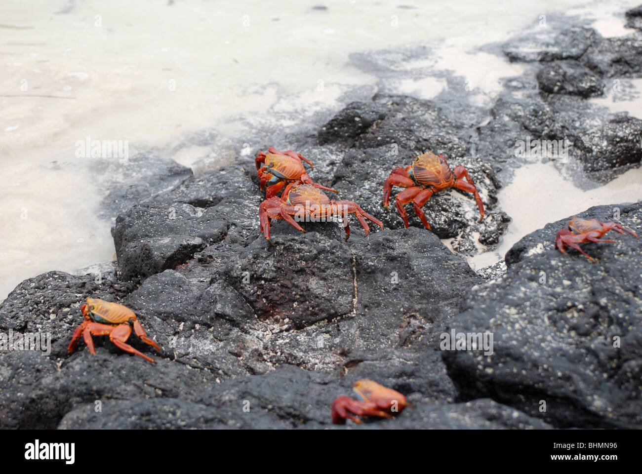 Crabs marching hi-res stock photography and images - Alamy