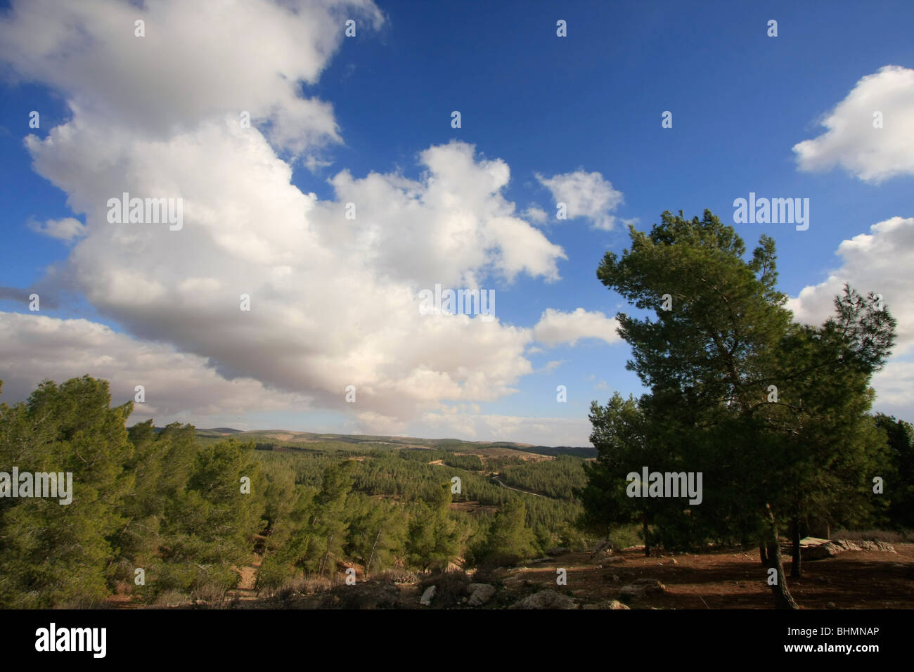 Yatir forest hi-res stock photography and images - Alamy