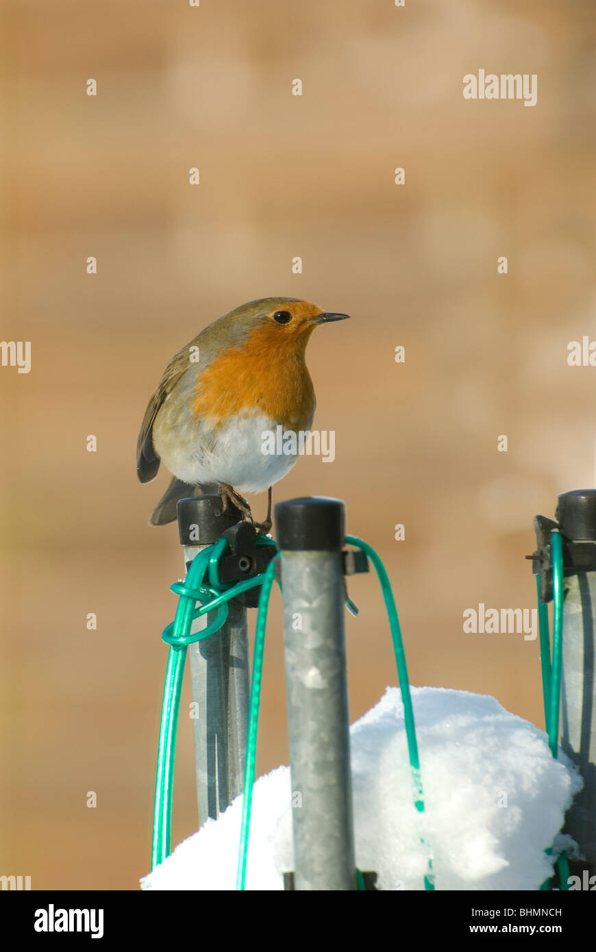 Robin on washing line Stock Photo - Alamy