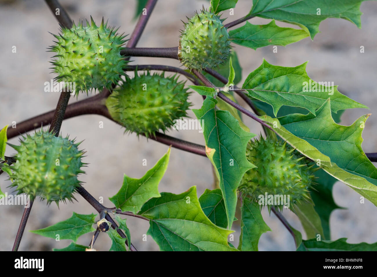 Thorn Apple / Jimson Weed / Datura (Datura stramonium) spiny capsules ...