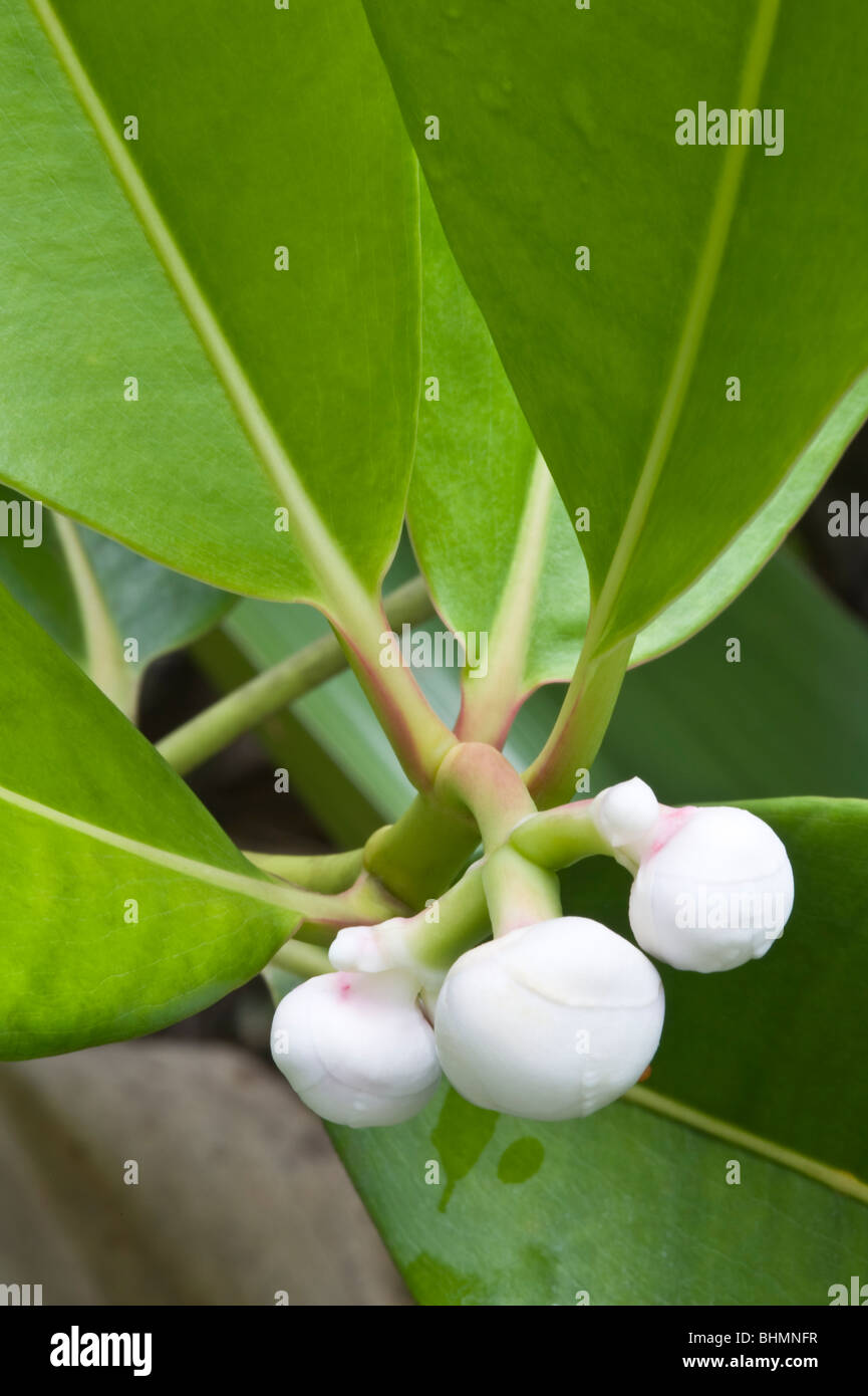 Kufa Clusia sp. flowers in bud Kaieteur National Park Guiana Shield ...