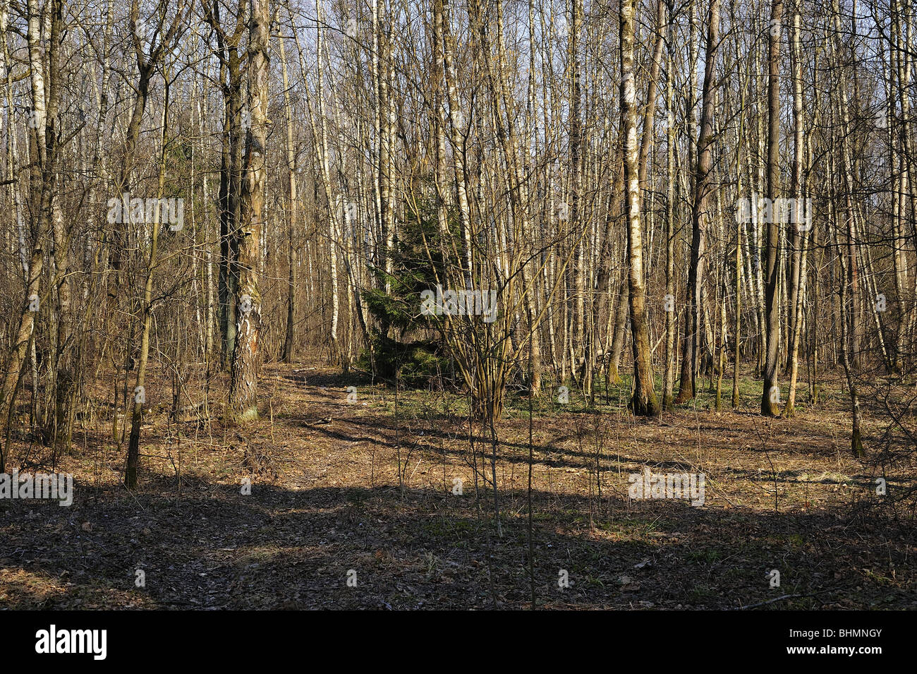 Russian forest, all seasons Stock Photo - Alamy