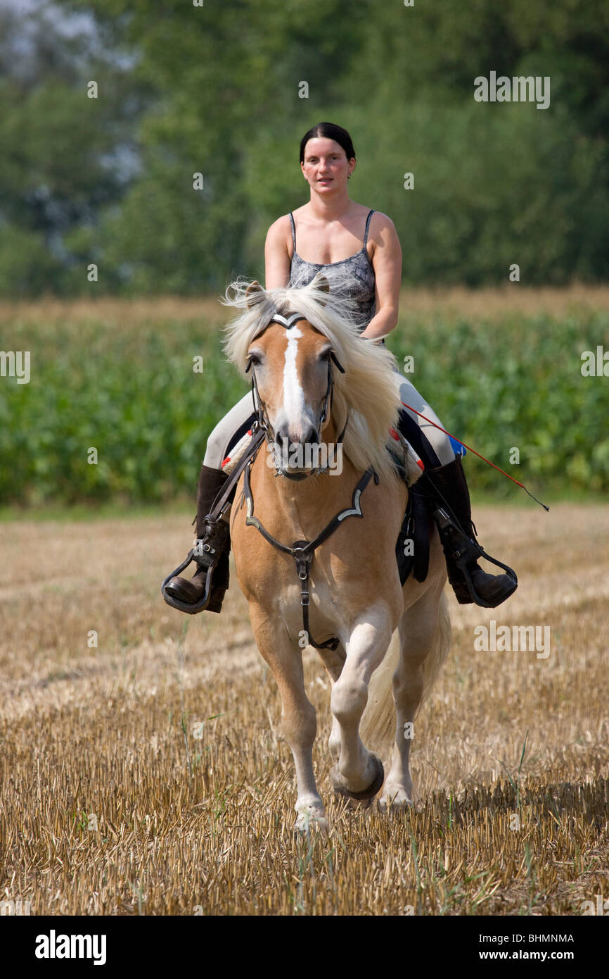 Girl riding a Haflinger / Avelignese horse (Equus caballus) in field ...