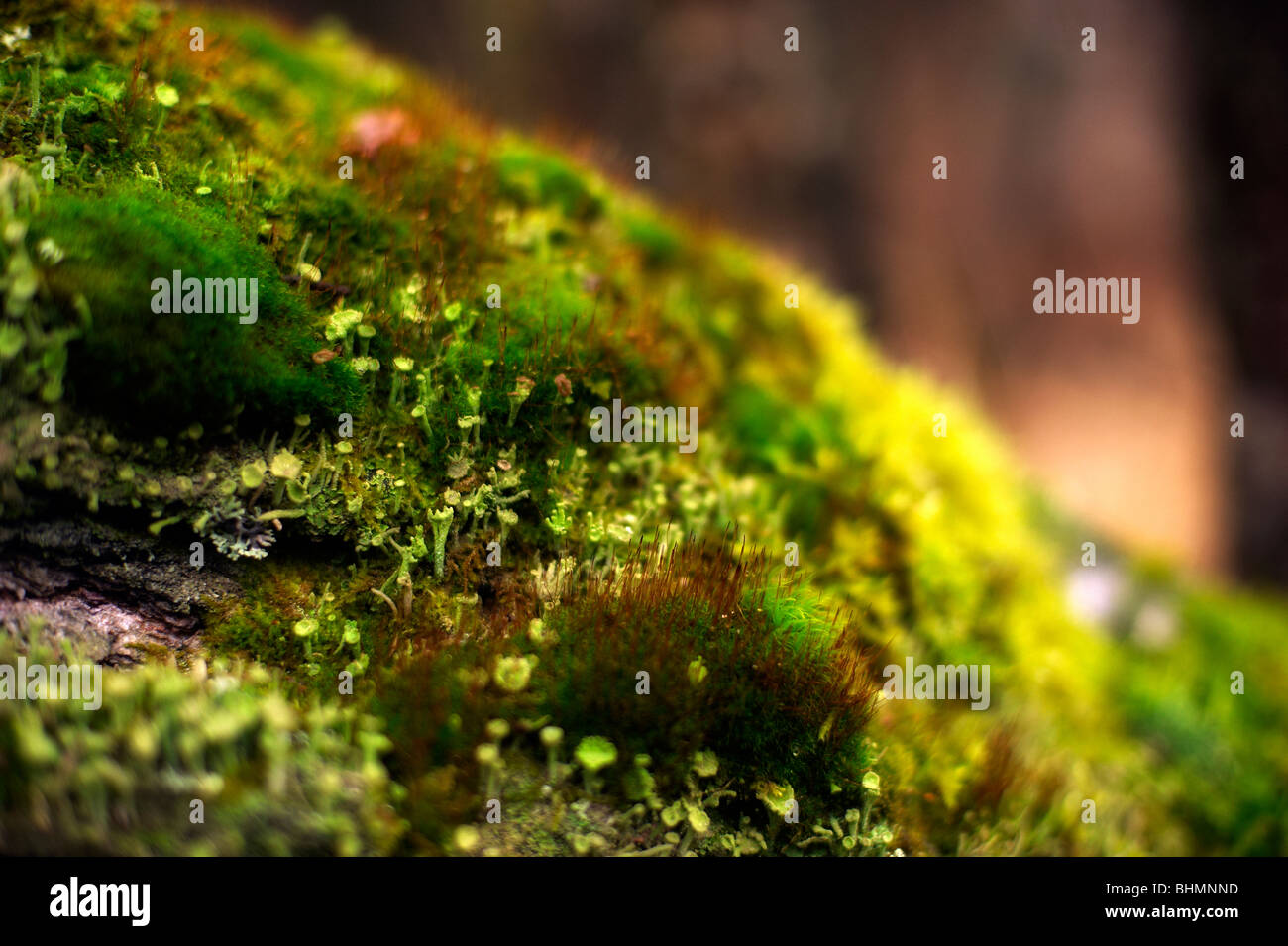 Russian forest, all seasons Stock Photo - Alamy