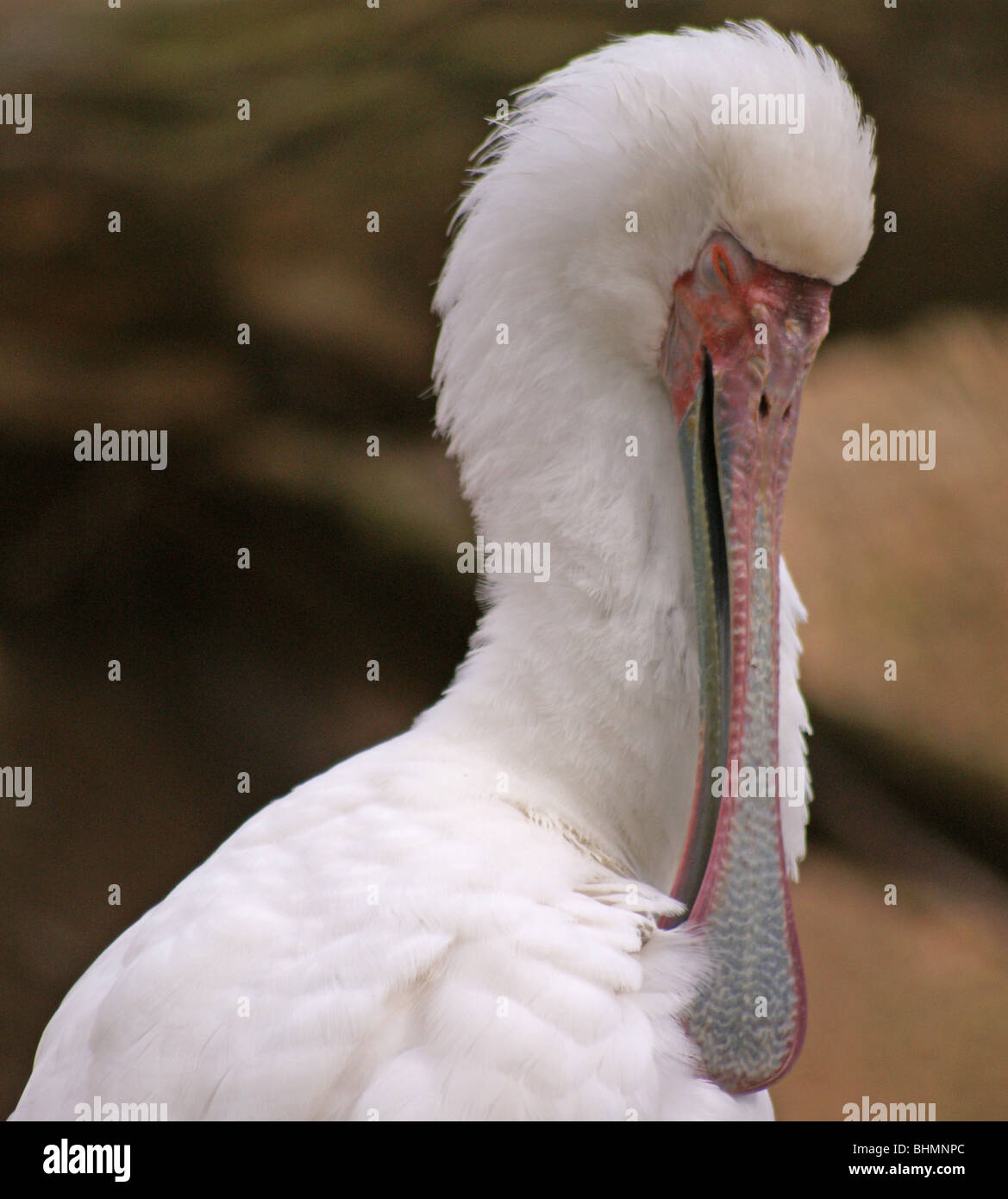 ZOO CLOSE UP OF THE HEAD AND BEAK OF AN AFRICAN WHITE SPOONBILL RARE ...