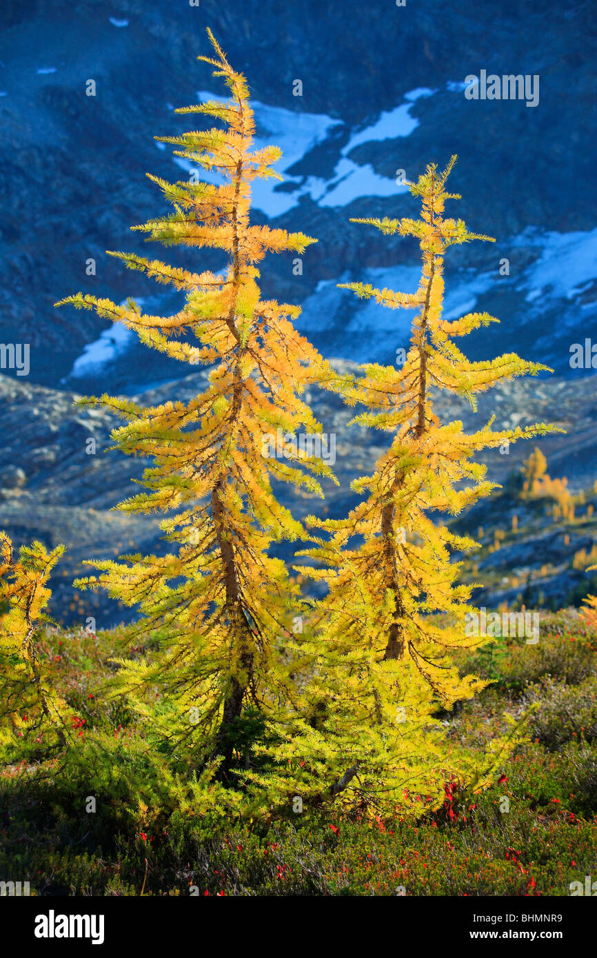 Tamarack trees hi-res stock photography and images - Alamy