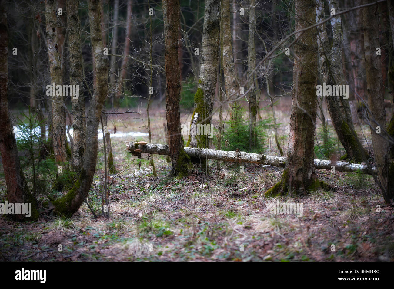Russian forest, all seasons Stock Photo - Alamy